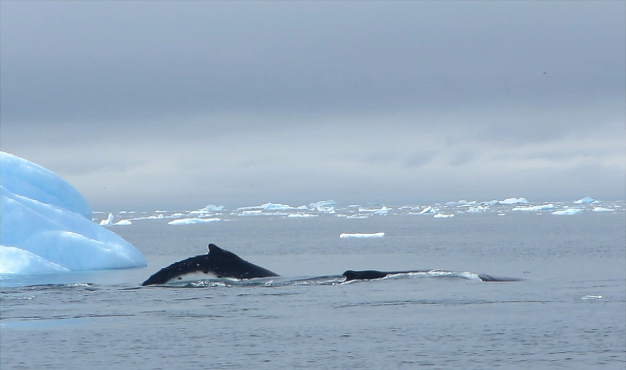 Zeeleven verandert door smeltend ijs rond Antarctica | Nieuwsberichten ...