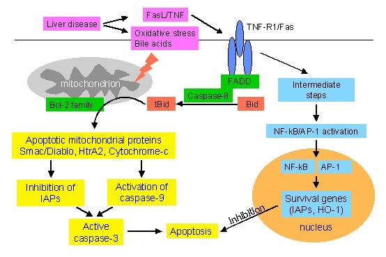 Oxidative Stress Wikipedia